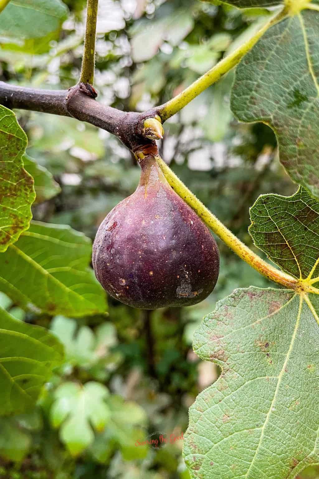 How To Dry Figs: 3 Ways to Dehydrate Fresh Figs
