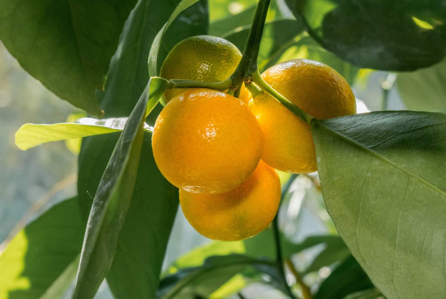 Varieties of Oranges – Savoring The Good®